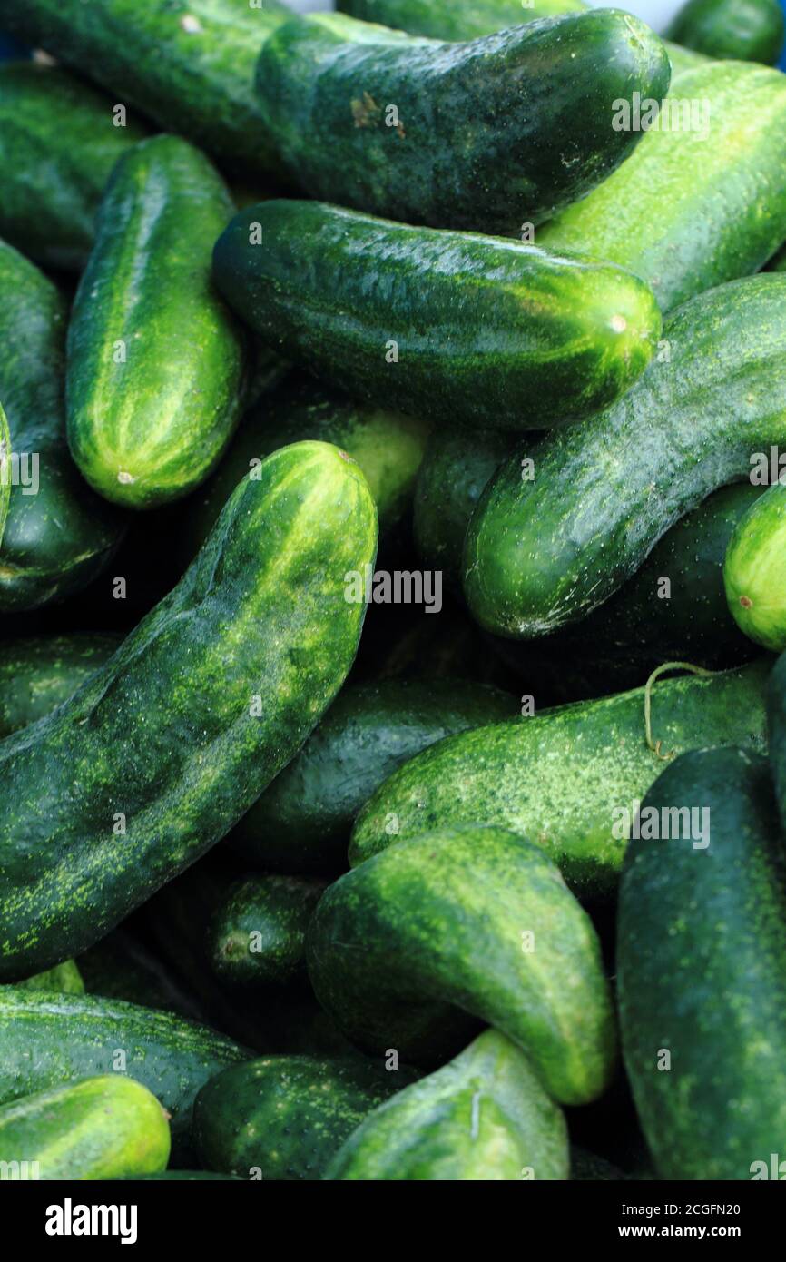 green cucumbers as fresh farm vegetable background Stock Photo - Alamy