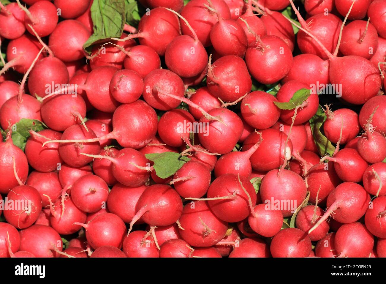 red radishes as fresh farm vegetable background Stock Photo - Alamy