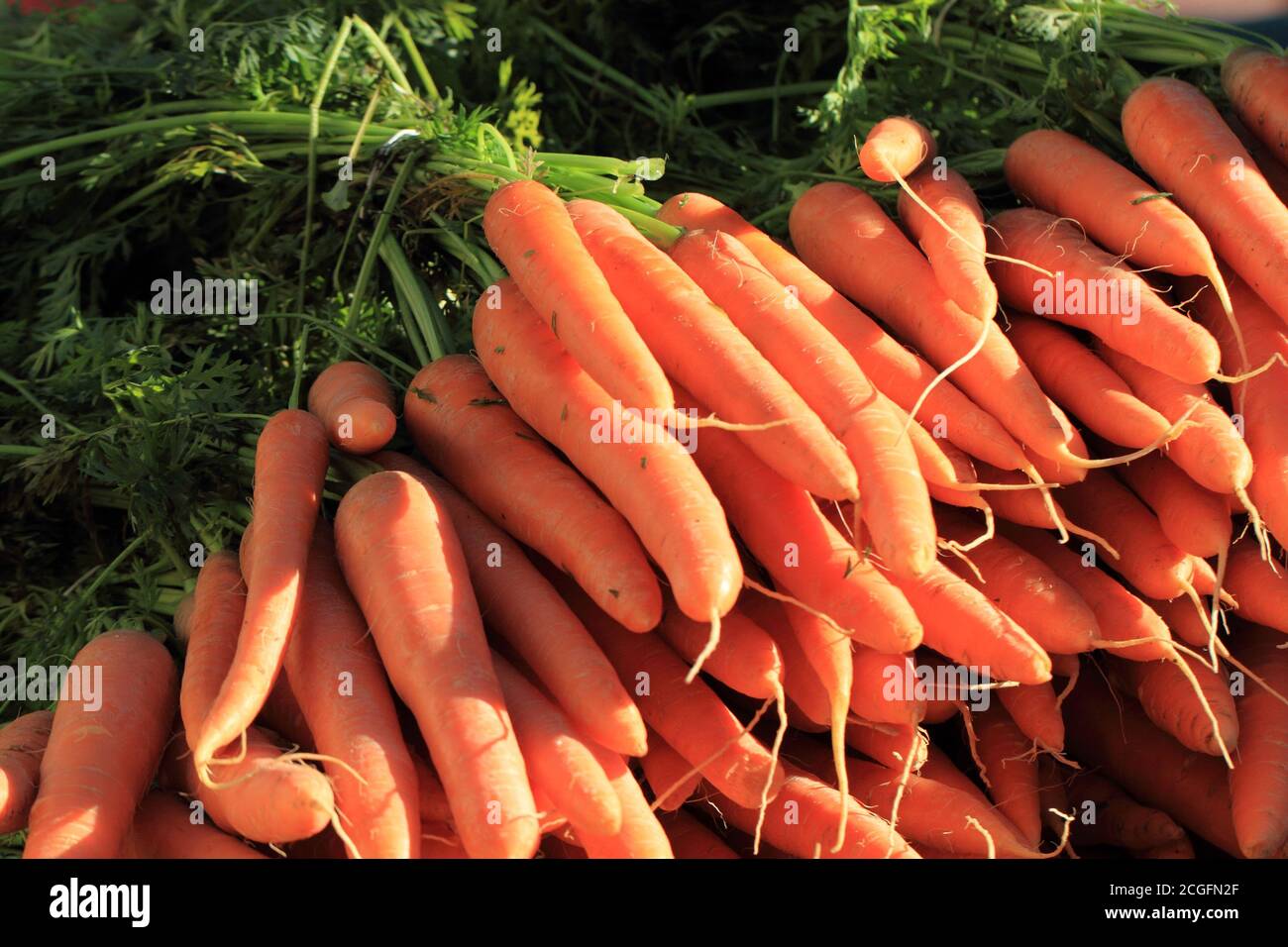orange carrot as fresh farm vegetable background Stock Photo - Alamy