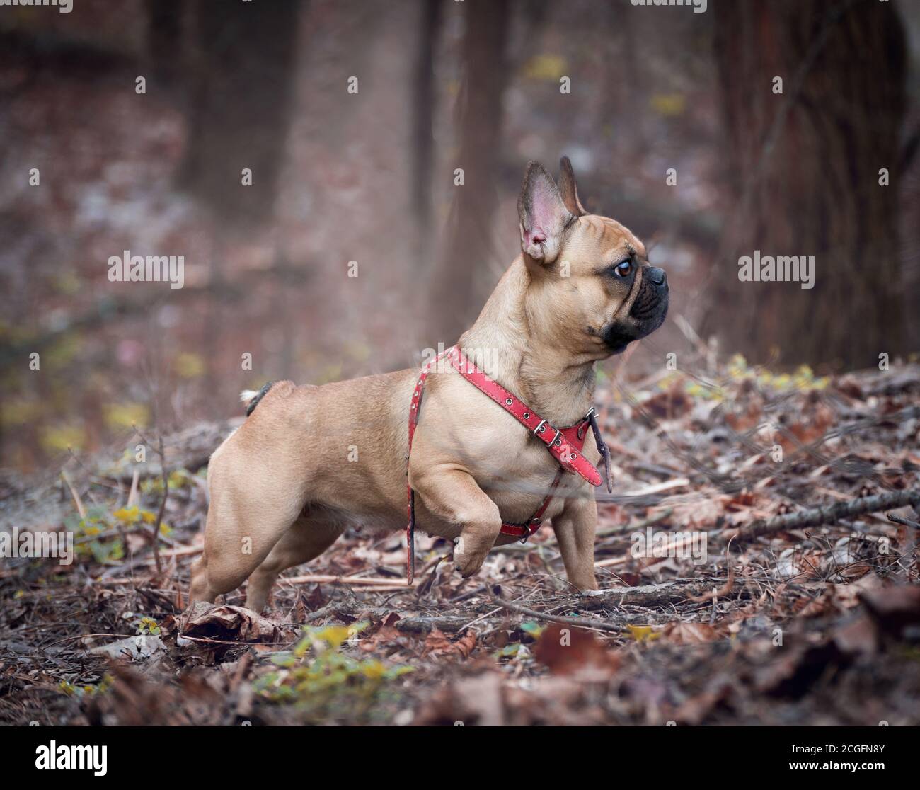 Adorable Fawn Colored Young French Bulldog walking in the Forest Stock ...