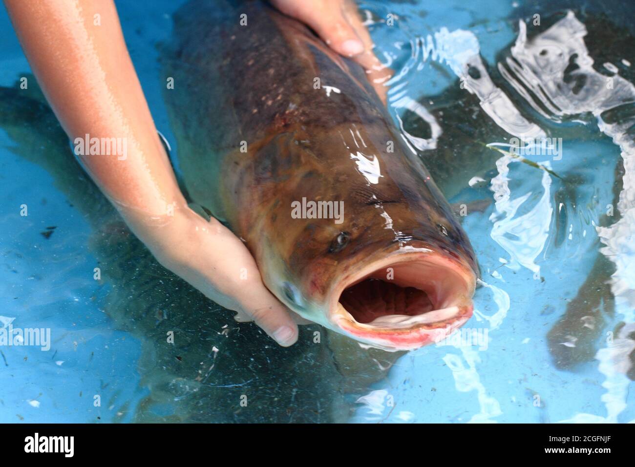catfish in human hands in the frwsh water Stock Photo - Alamy