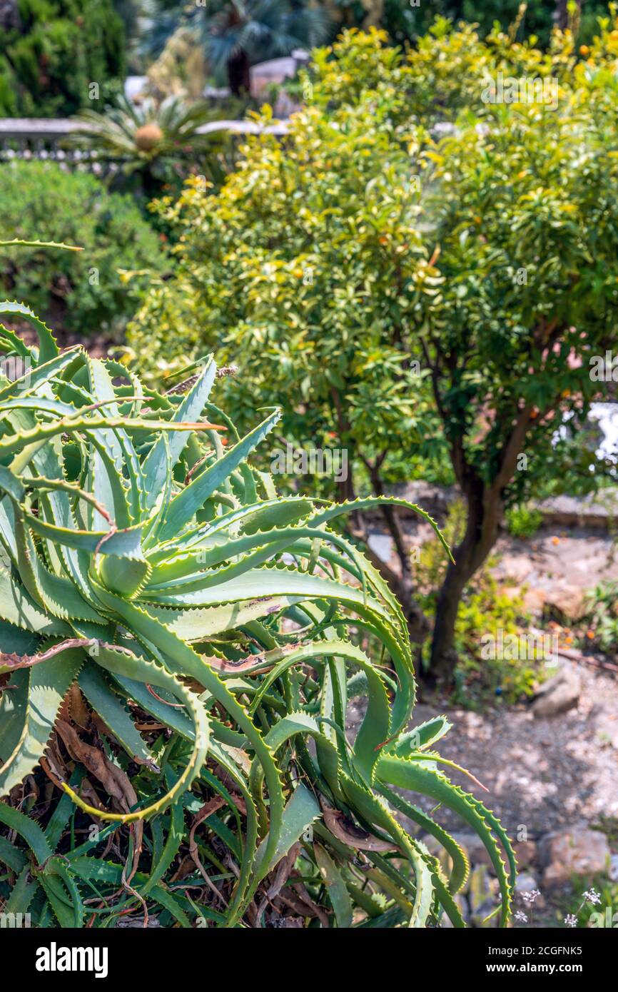 Italy liguria sanremo flower hi-res stock photography and images - Alamy