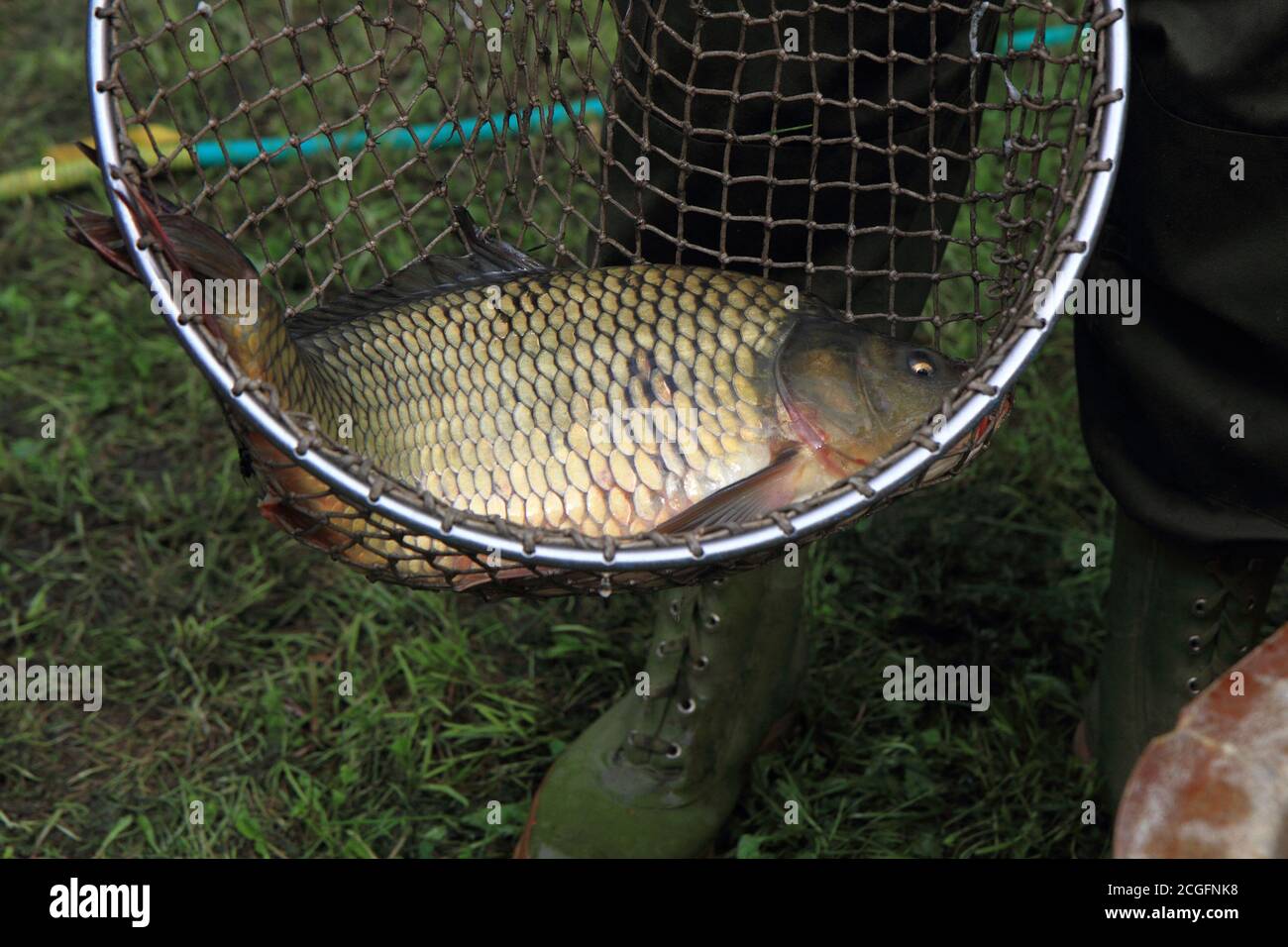 haul of carp fishes - czech christmas tradition Stock Photo - Alamy