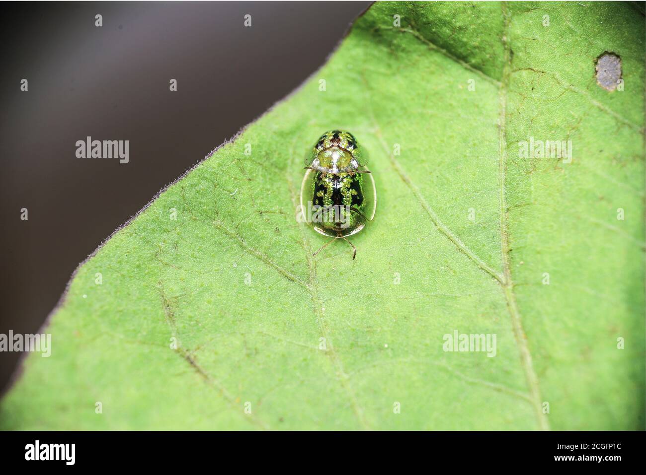 A pair of tortoise beetles mating Stock Photo - Alamy