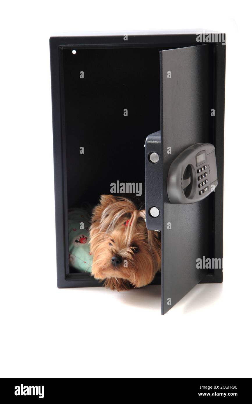 dog in the safe isolated on the white background Stock Photo - Alamy
