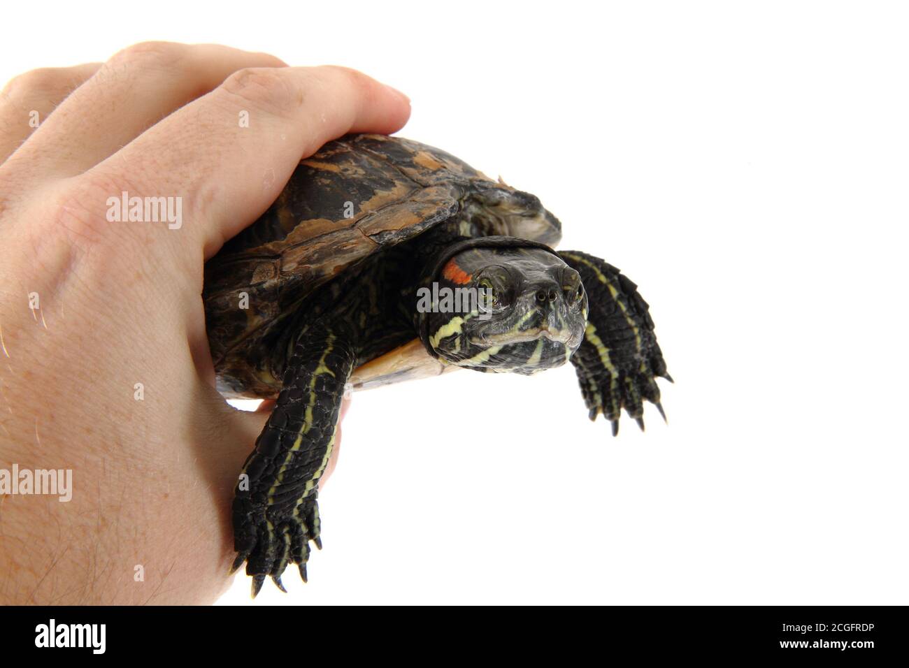 water turtle in human hand isolated on the white background Stock Photo ...
