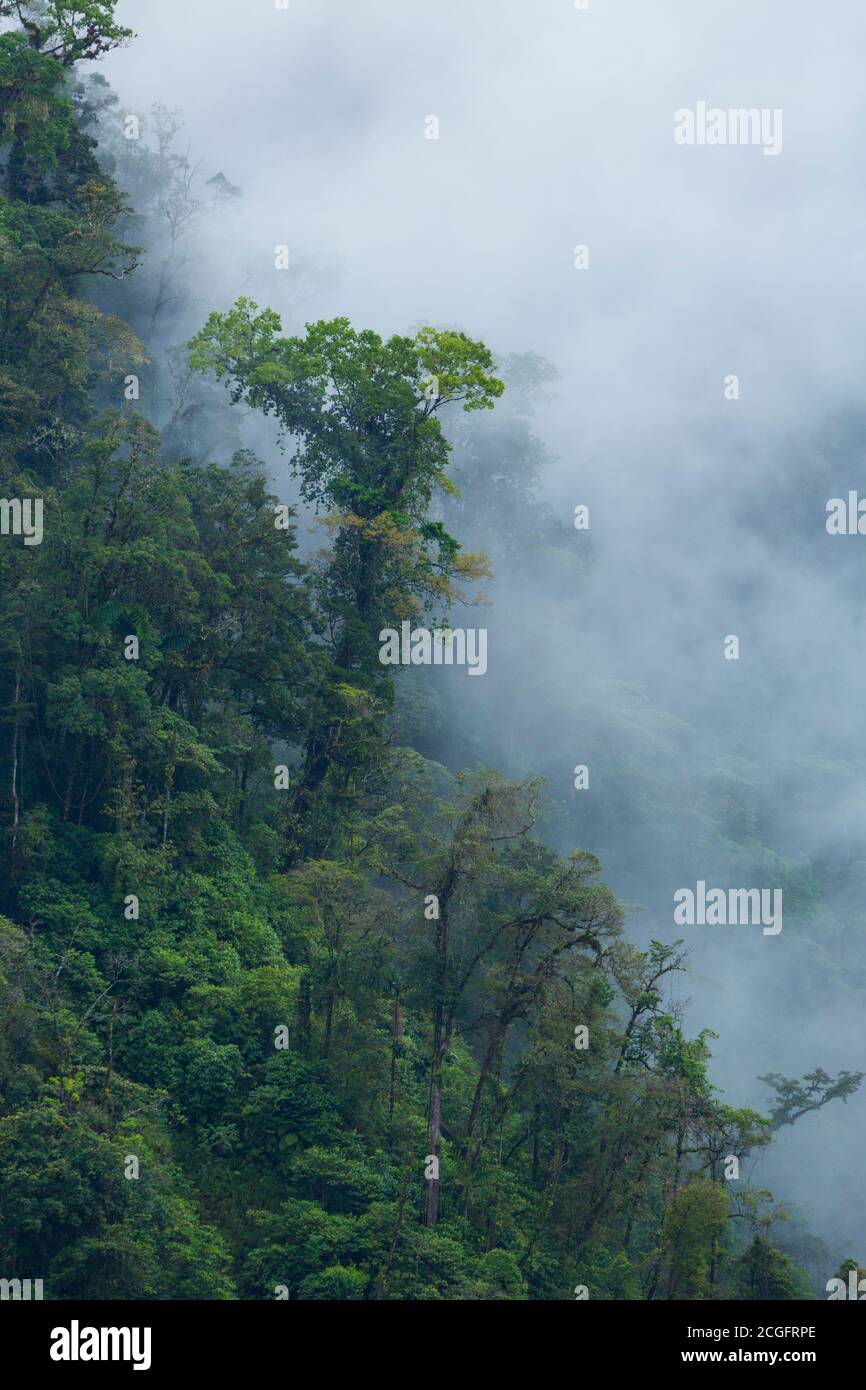 Alajuela Region, Costa Rica, Central America, America Stock Photo - Alamy