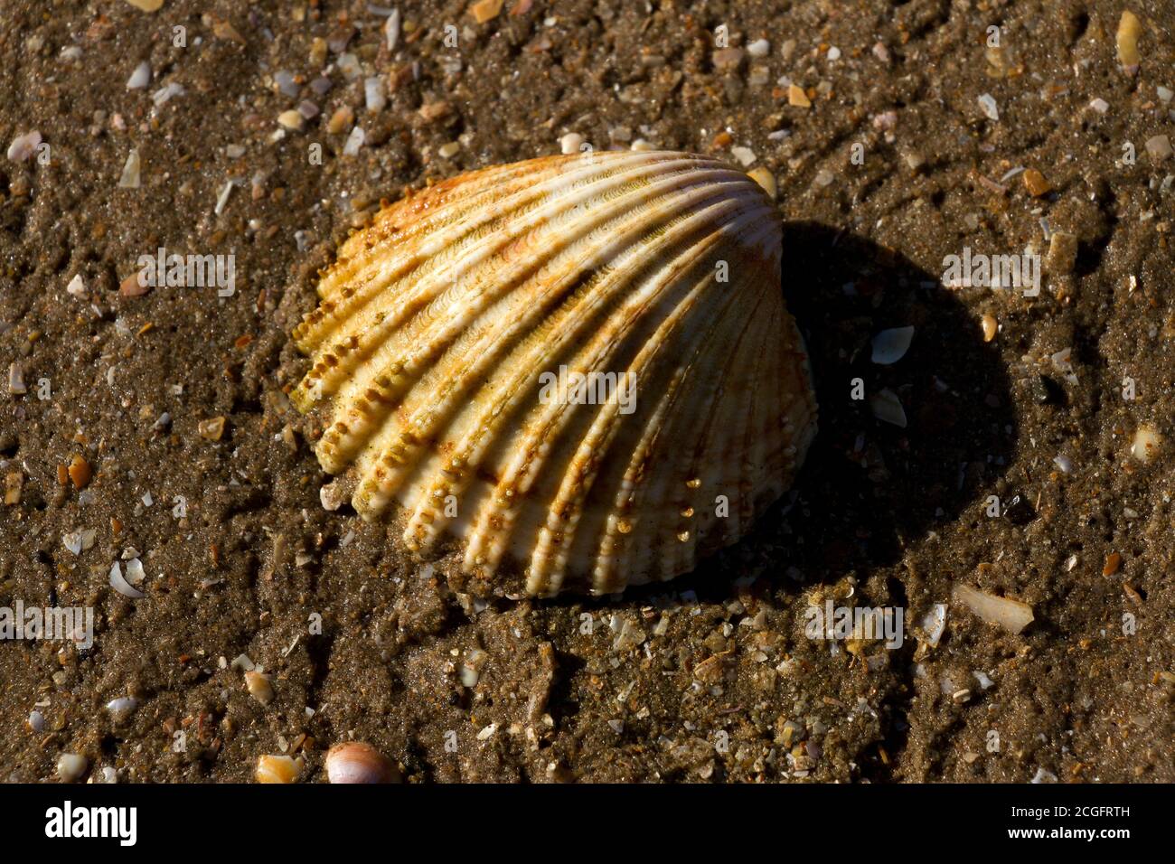 The Prickly Cockle is a common bi-valve of muddy and sandy shores below ...