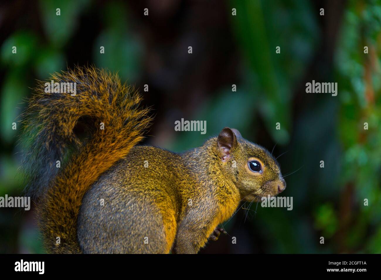Bangs's mountain squirrel (Syntheosciurus brochus), Poás Volcano ...