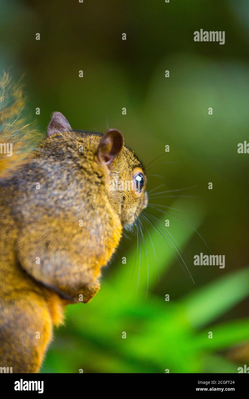 Bangs's mountain squirrel (Syntheosciurus brochus), Poás Volcano ...