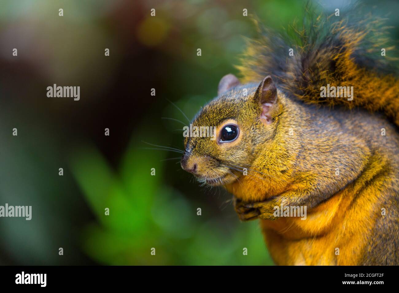 Bangs mountain squirrel hi-res stock photography and images - Alamy