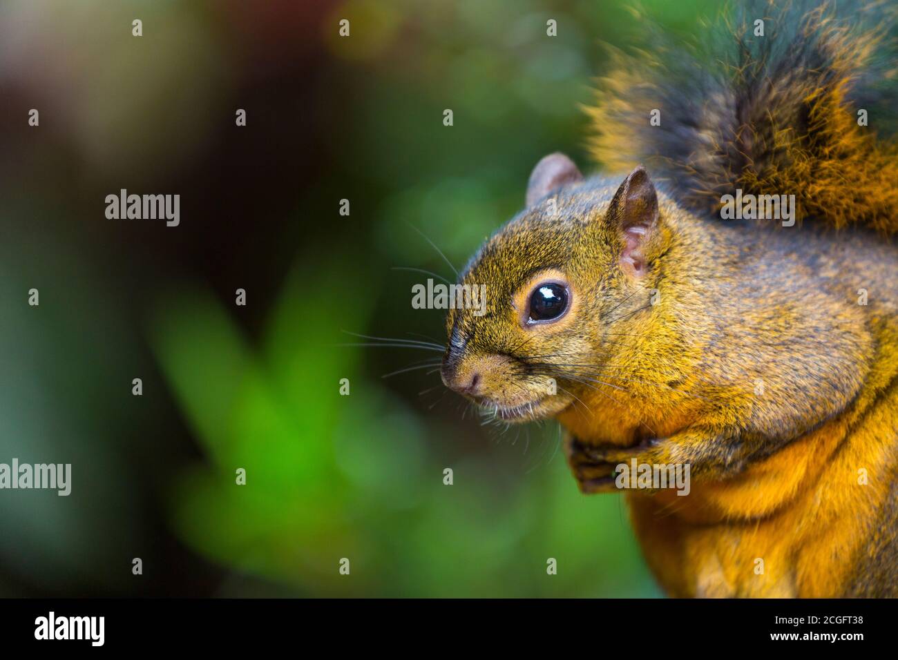 Bangs's mountain squirrel (Syntheosciurus brochus), Poás Volcano ...
