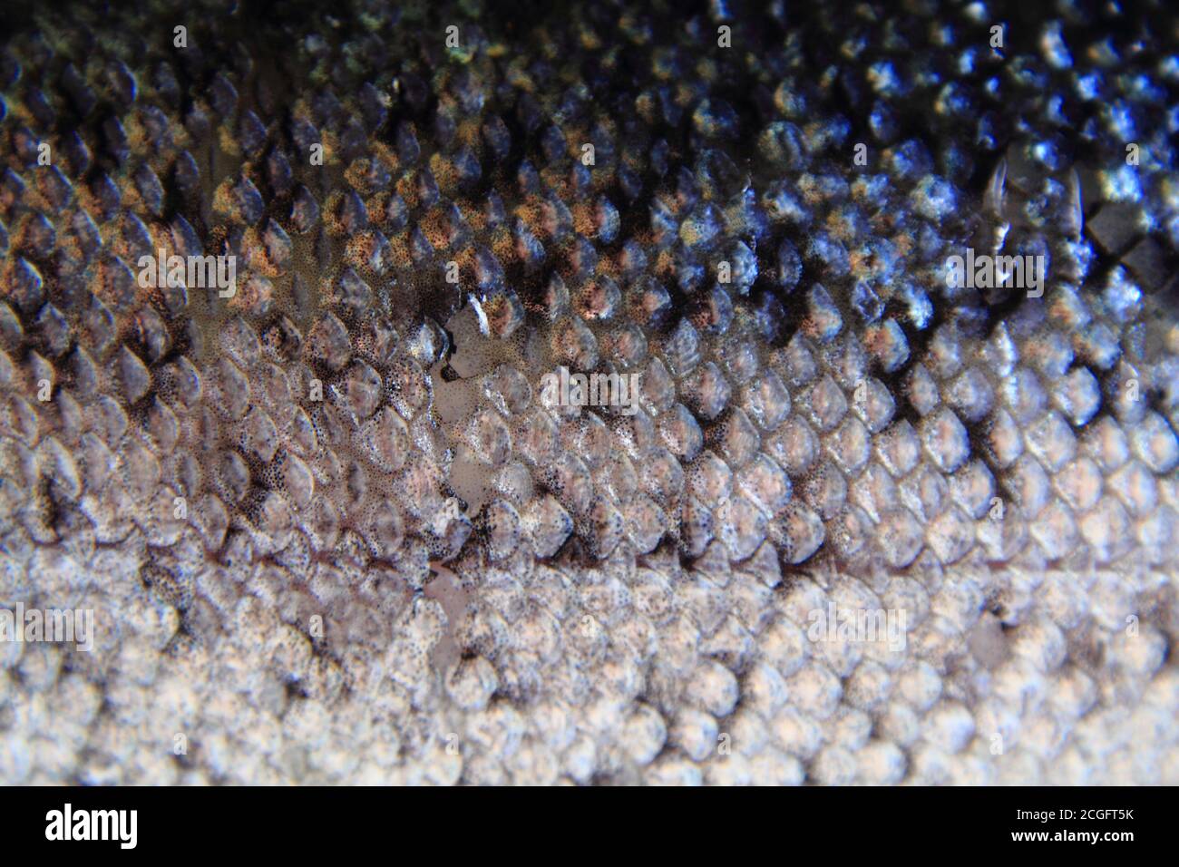 trout skin texture as nice natural background Stock Photo - Alamy