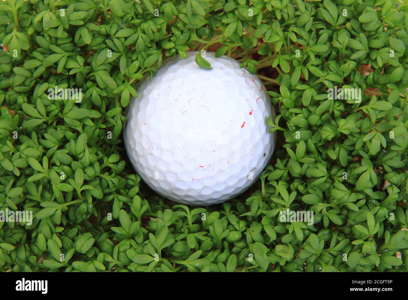 watercress and golf ball as nice sport background Stock Photo - Alamy