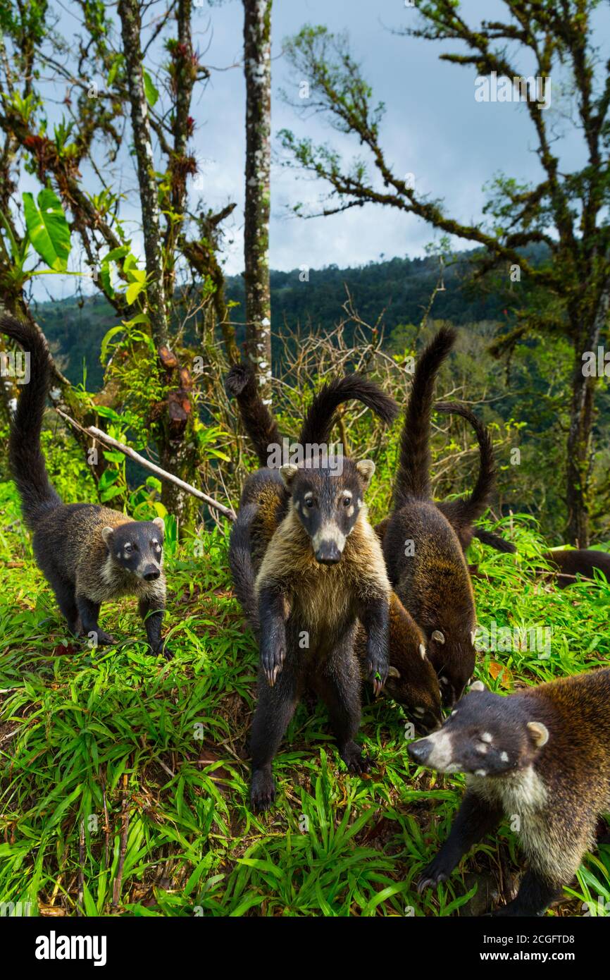 White-nosed coati (Nasua narica), Alajuela Region, Costa Rica, Central ...