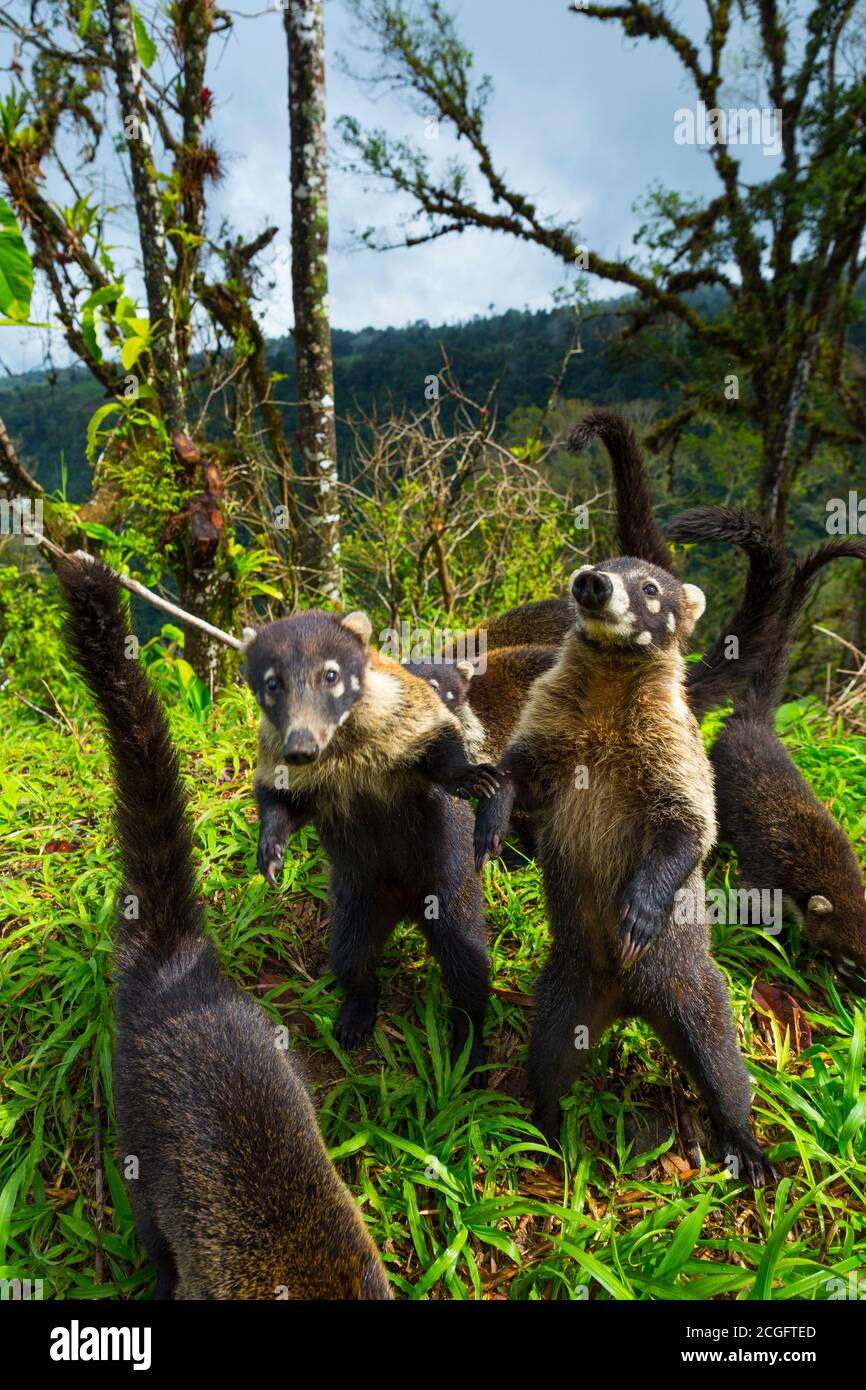 White-nosed coati (Nasua narica), Alajuela Region, Costa Rica, Central ...