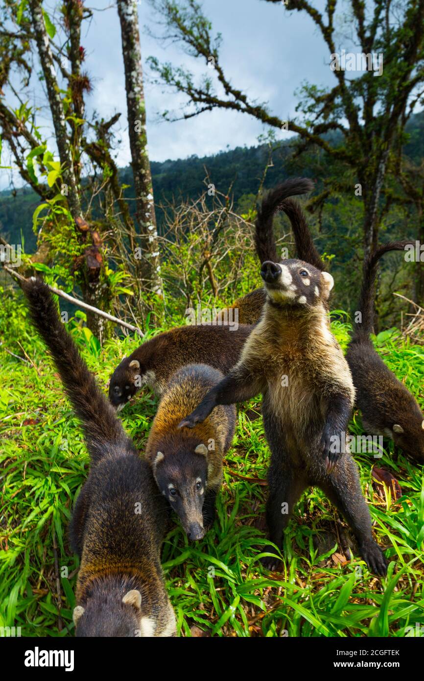 White-nosed coati (Nasua narica), Alajuela Region, Costa Rica, Central ...