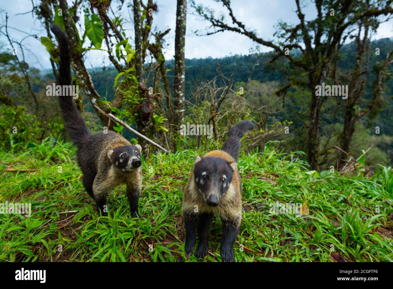 White nosed coati nasua narica alajuela hi-res stock photography and ...