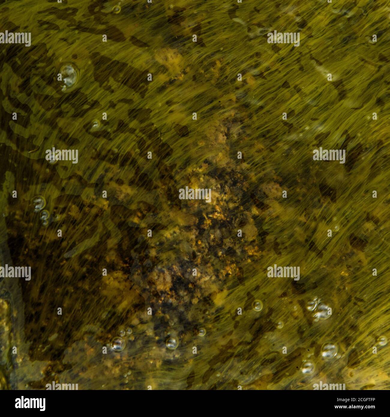 The texture of tina underwater. The glossy surface is green Stock Photo ...
