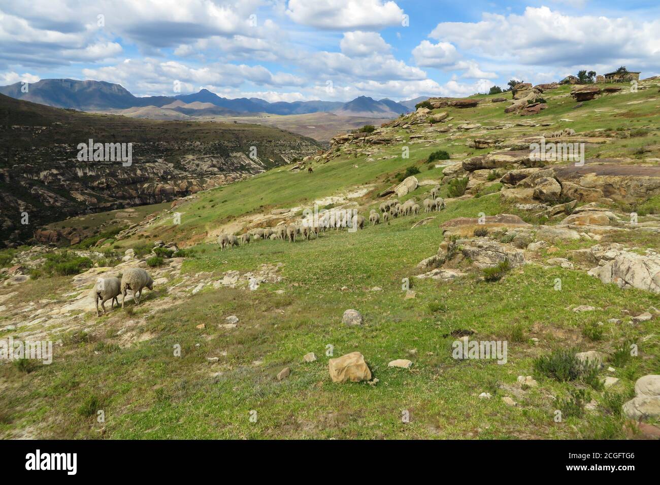 Landscape of sheep grazing in the mountains near Malealea in the scenic ...