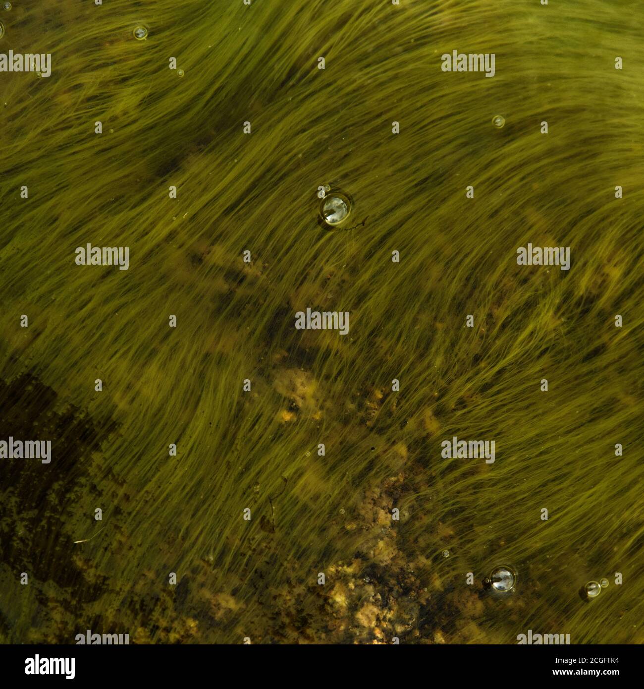 The texture of tina underwater. The glossy surface is green Stock Photo ...