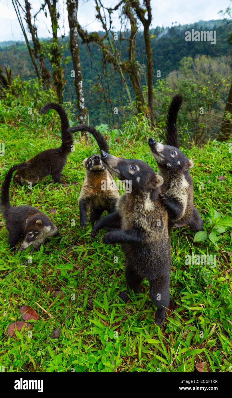 White nosed coati nasua narica alajuela hi-res stock photography and ...