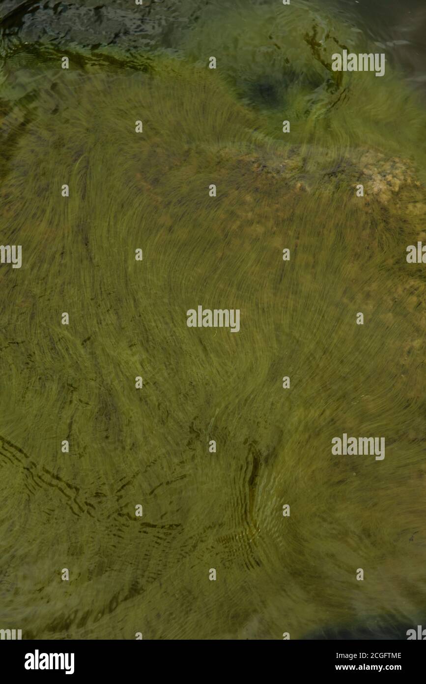 The texture of tina underwater. The glossy surface is green Stock Photo ...