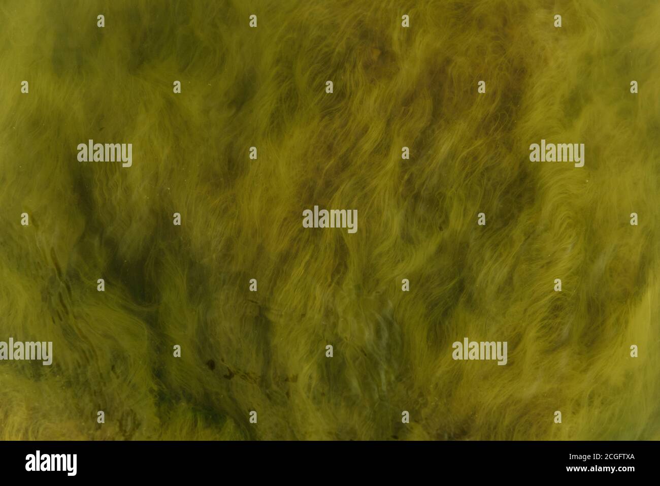 The texture of tina underwater. The glossy surface is green Stock Photo ...