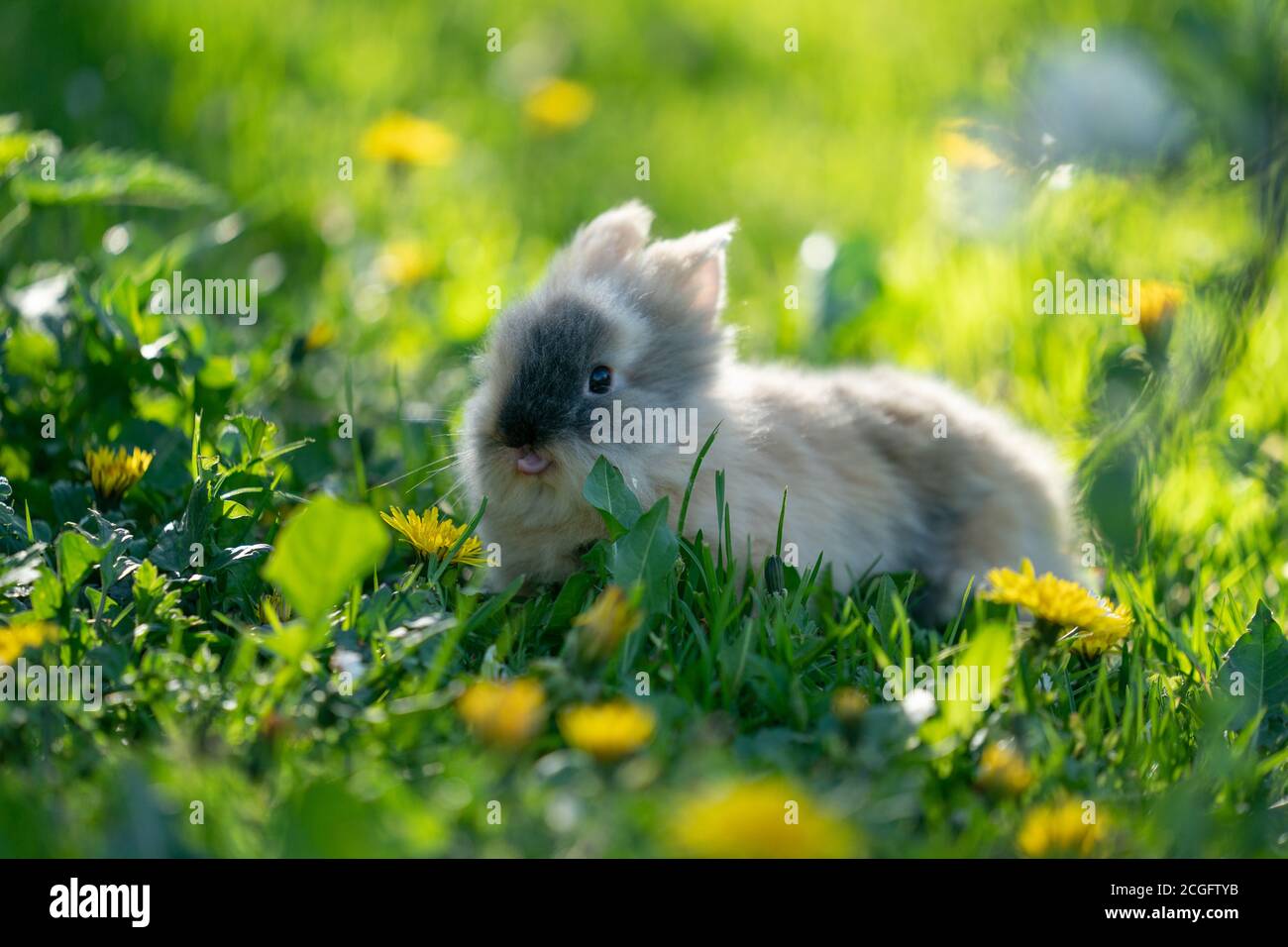 Gray rabbit in grass with tongue in open mouth Stock Photo - Alamy