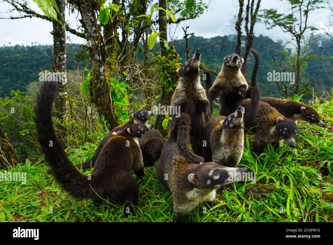 White-nosed coati (Nasua narica), Alajuela Region, Costa Rica, Central ...
