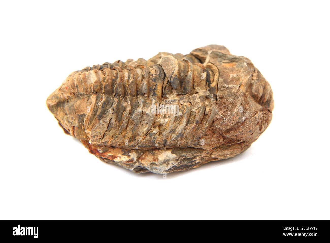 trilobite fossil isolated on the white background Stock Photo - Alamy