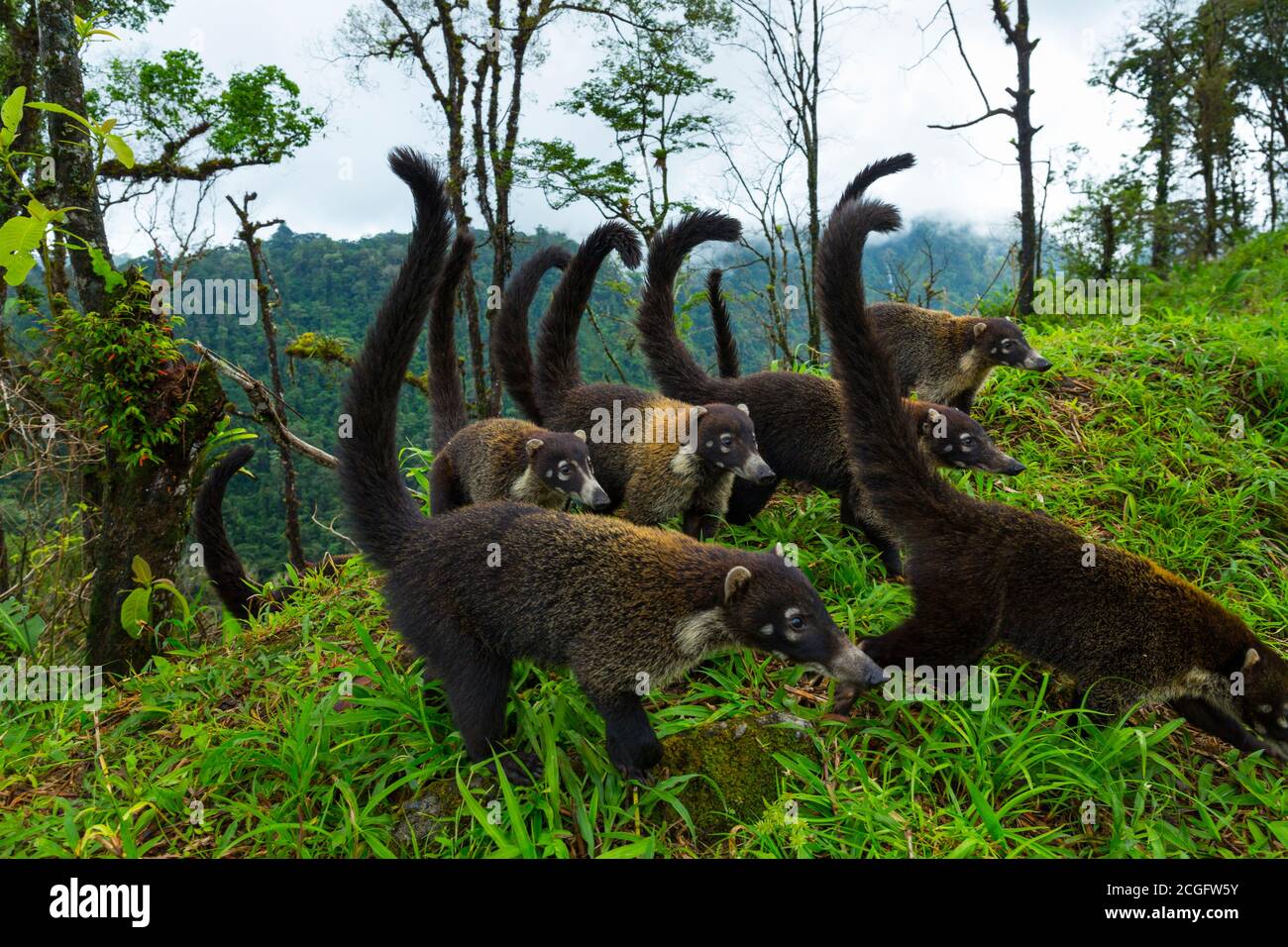 White nosed coati nasua narica alajuela hi-res stock photography and ...