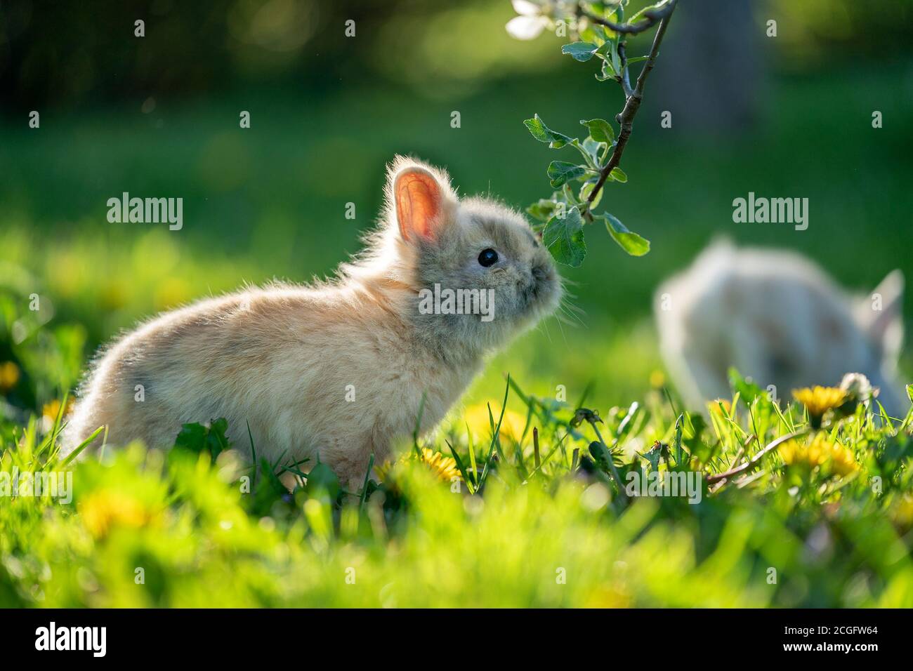 Babby rabbit sniffing to the tree branch on the garden Stock Photo - Alamy