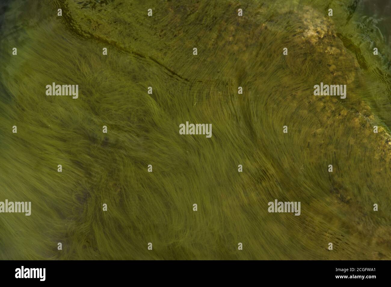 The texture of tina underwater. The glossy surface is green Stock Photo ...