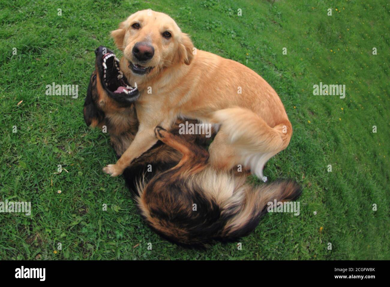 big fighting dogs in the green grass Stock Photo - Alamy