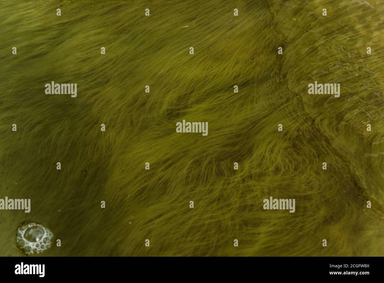 The texture of tina underwater. The glossy surface is green Stock Photo ...