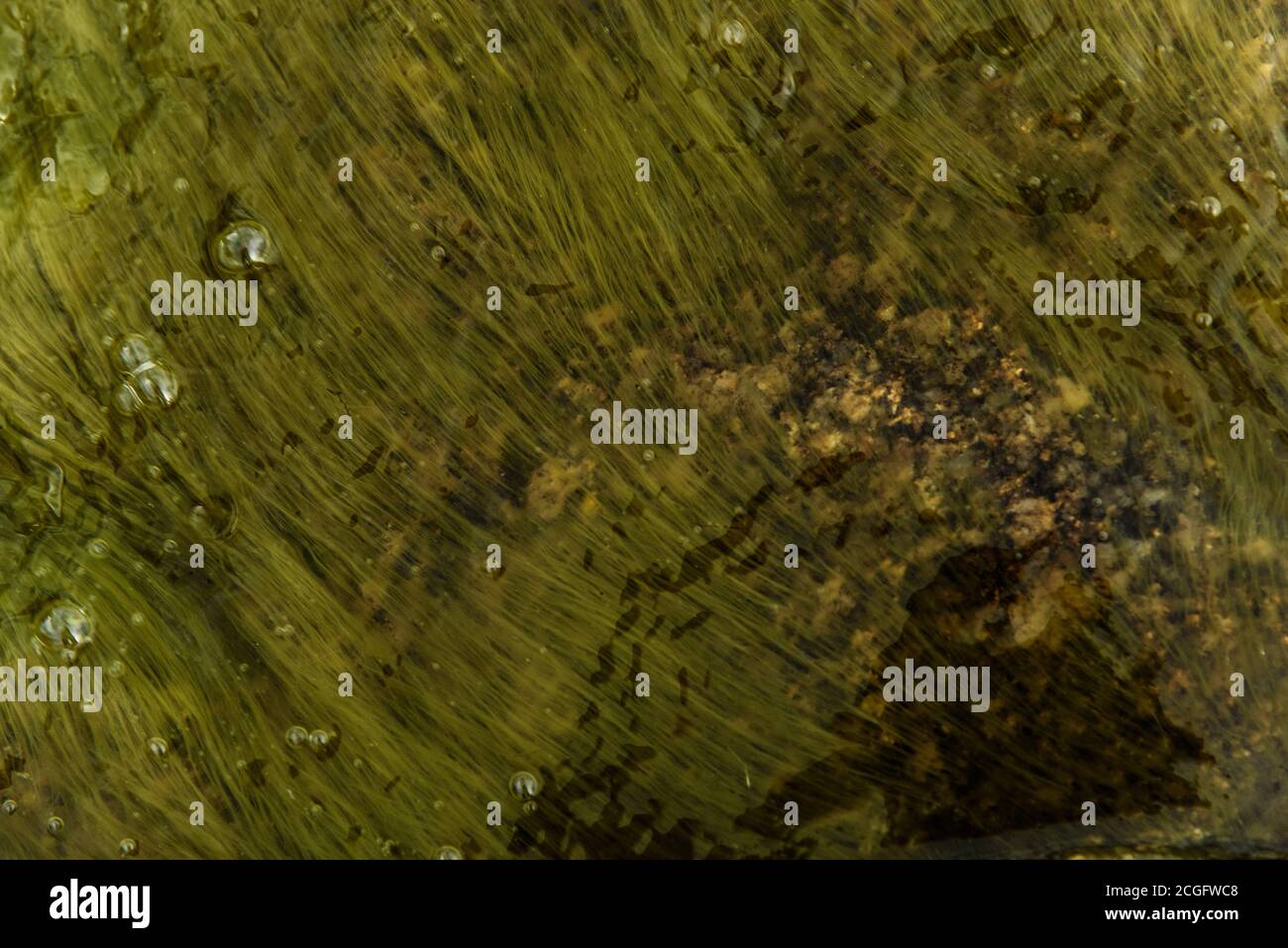 The texture of tina underwater. The glossy surface is green Stock Photo ...