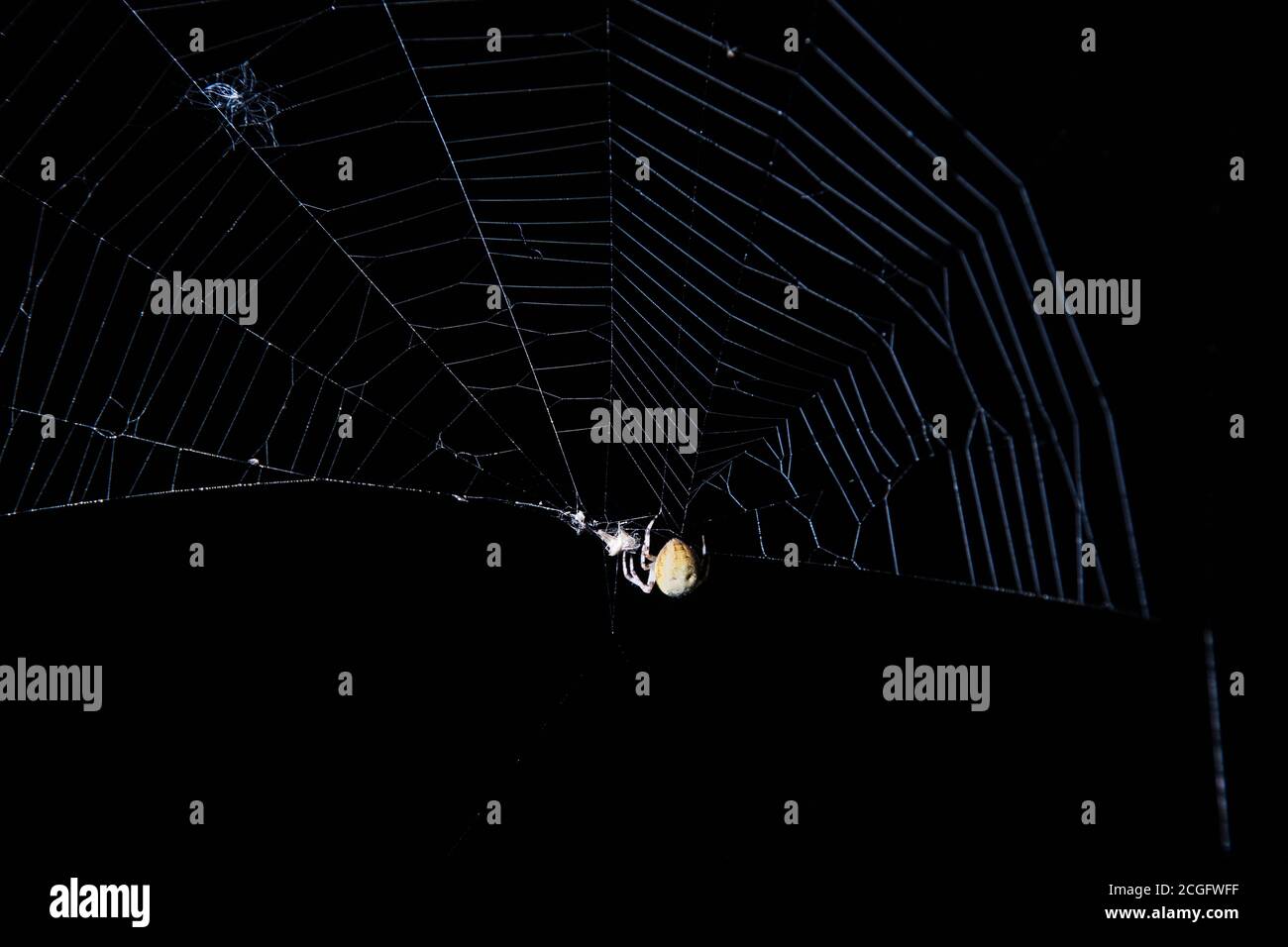 Frost on spider web hi-res stock photography and images - Alamy