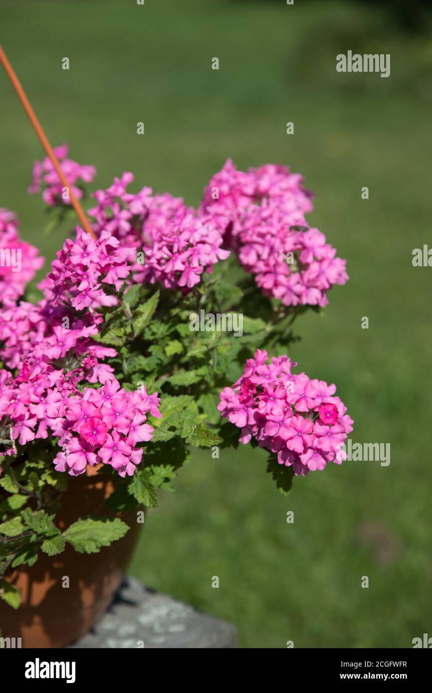 Vertical placement hi-res stock photography and images - Alamy