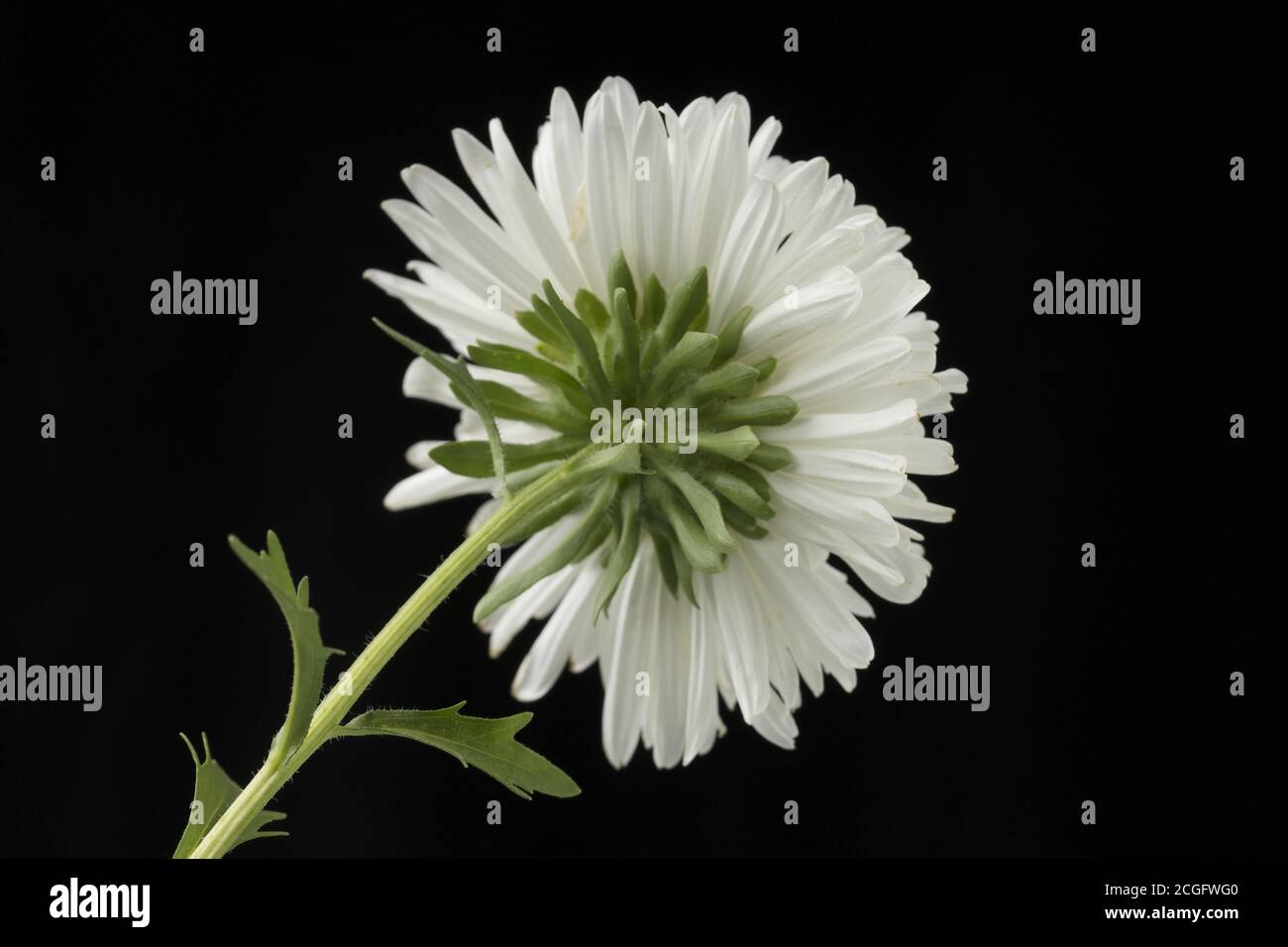White aster flower on black . Back side Stock Photo - Alamy