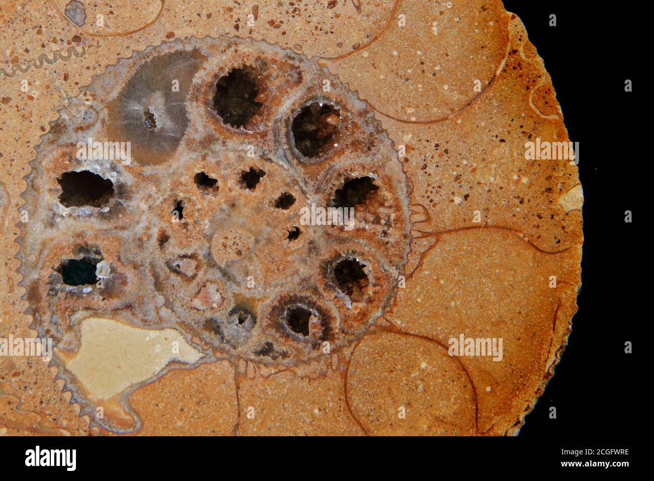 Amonite hi-res stock photography and images - Alamy