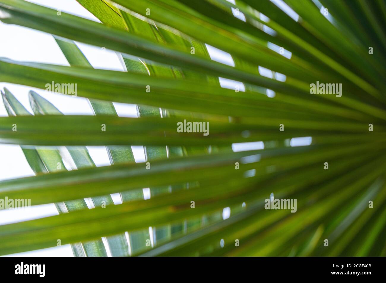Plam tree leaves hi-res stock photography and images - Alamy
