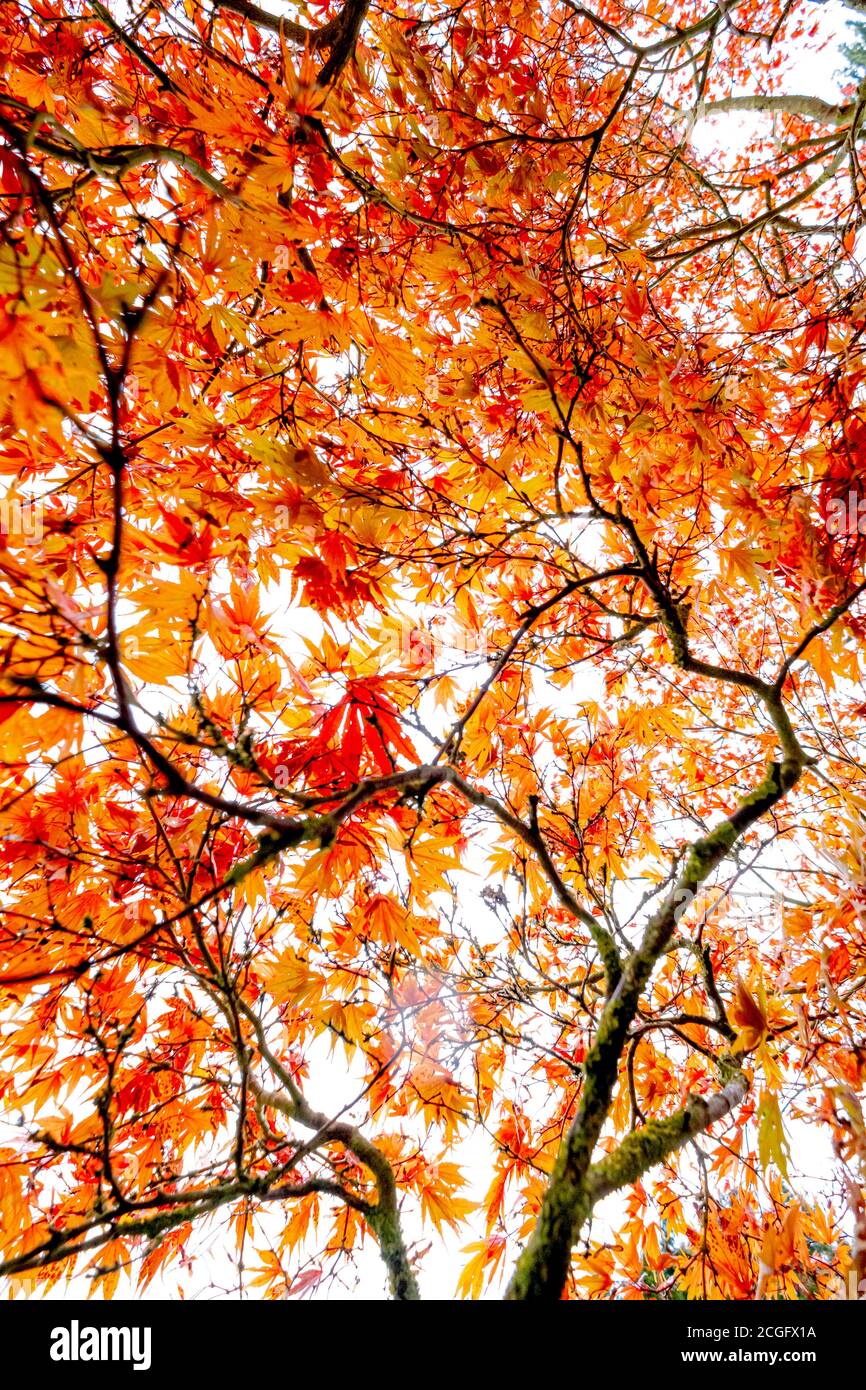 A creative image of the leaves of a richly coloured tree showing its ...