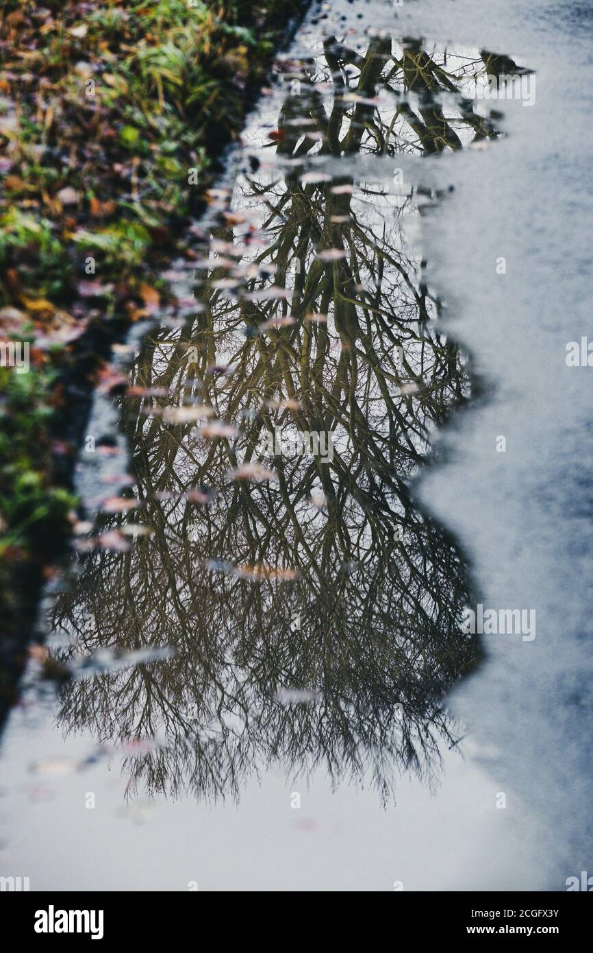 Looking down at the reflection of a leafless tree in a large puddle on ...