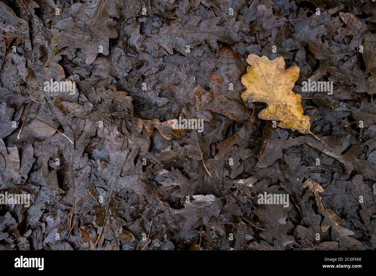A single clean leaf set on the ground on old wet muddy leaves Stock ...