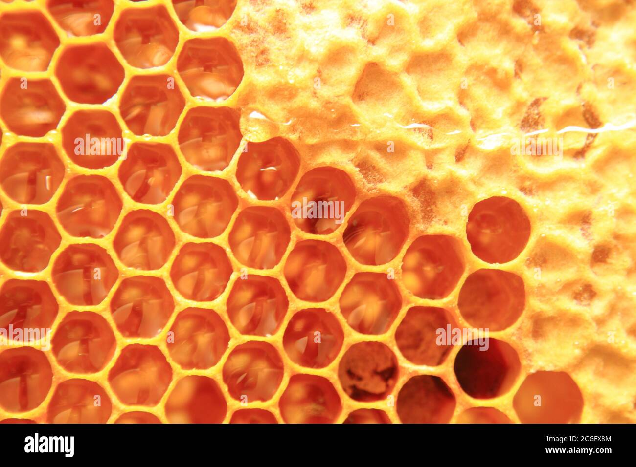 bee wax with fresh honey as nice natural background Stock Photo - Alamy