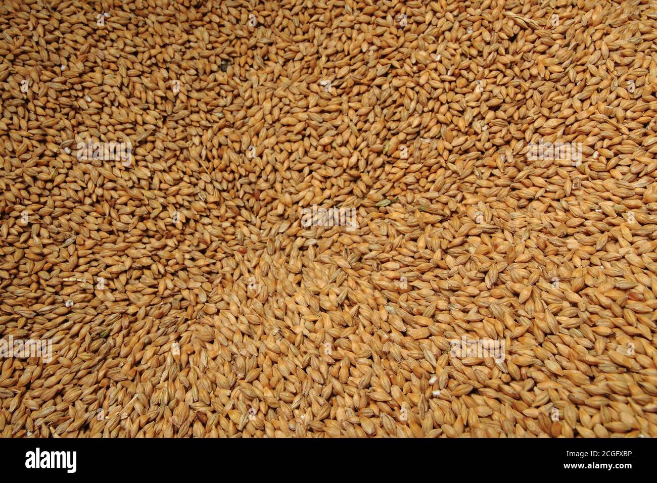 fresh barleycorn texture as nice farm background Stock Photo - Alamy
