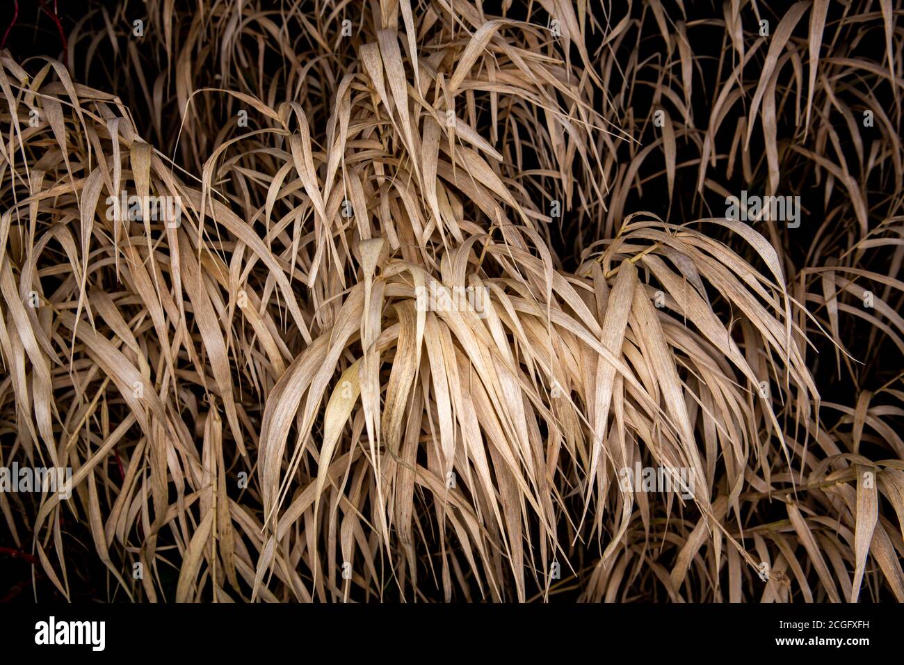Dead Ornamental Grass High Resolution Stock Photography and Images - Alamy
