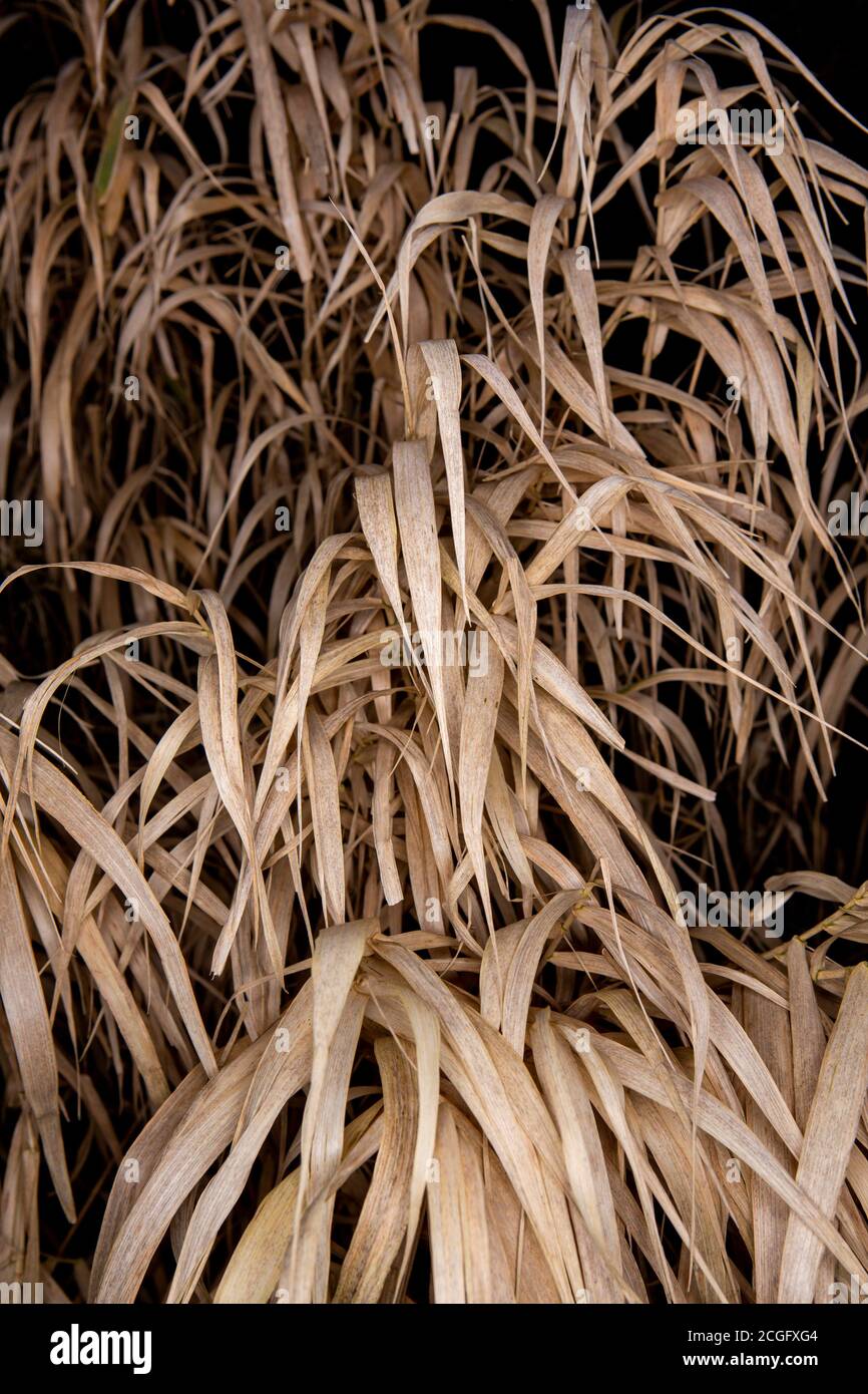 Dead ornamental grass hi-res stock photography and images - Alamy