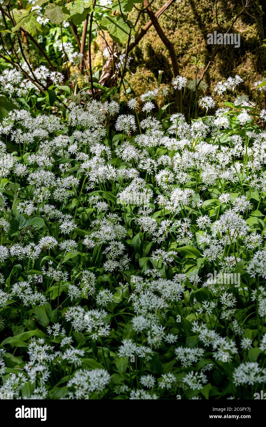 Wild garlic on a forest floor lit by dappled pools of sunlight below ...